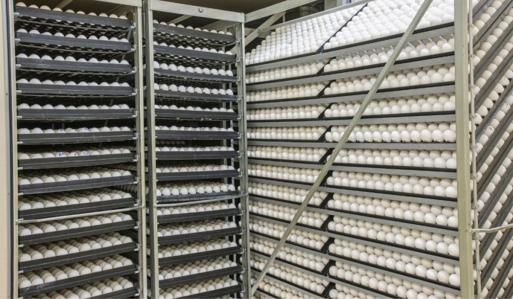Everything you don't know about egg vaccination